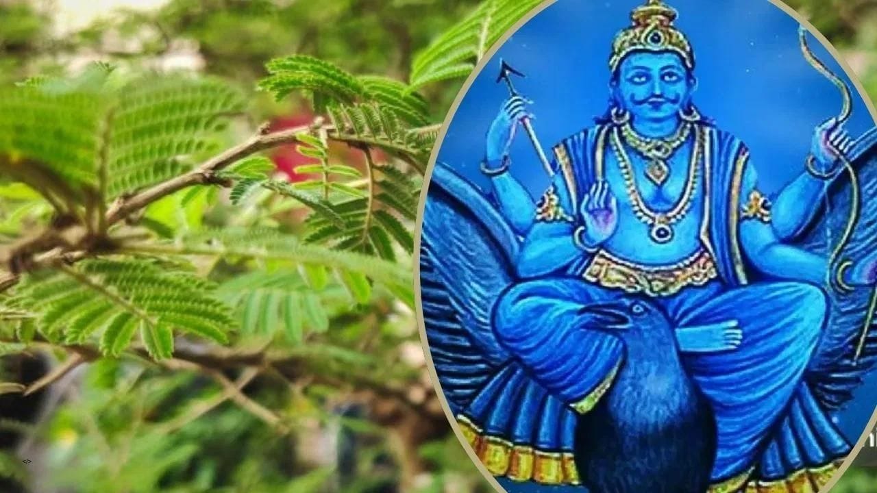 Shami Plant Vastu Tips: নিলাজী বনত বান্ধক এই বস্তু, আপোনাৰ ওপৰত থাকিব ...