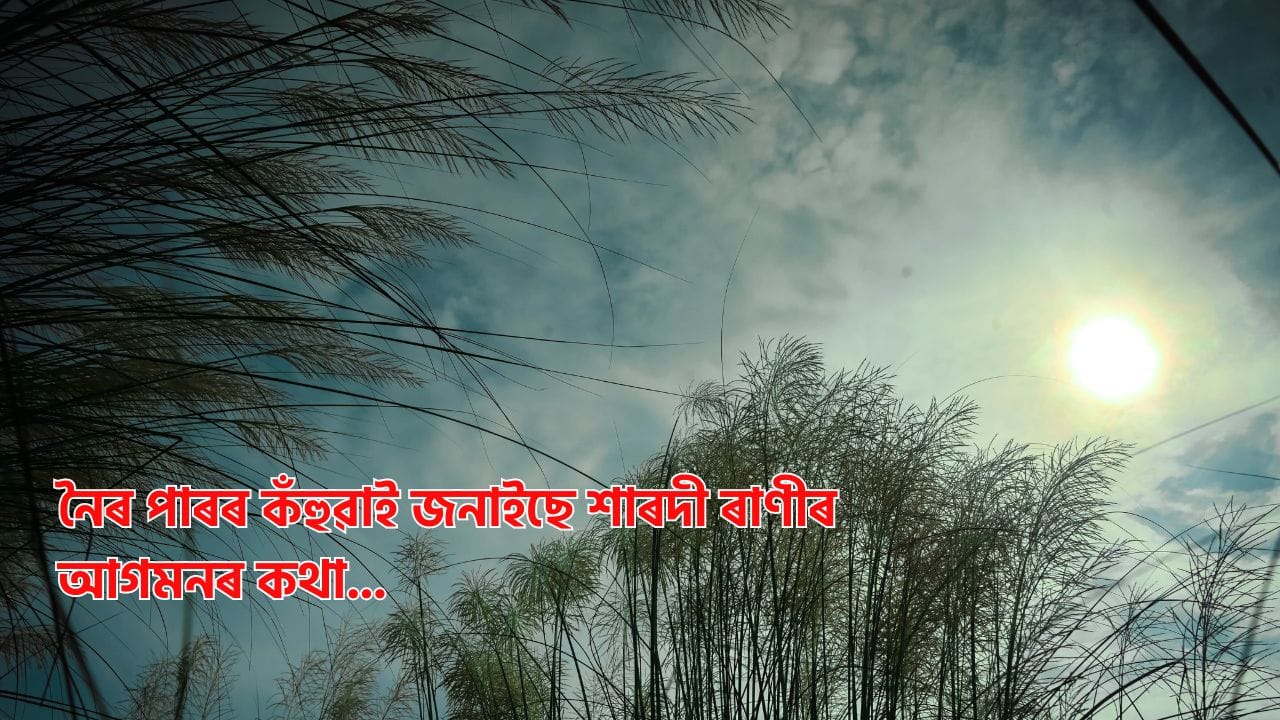 কঁহুৱাৰ লহপহ নাচোনত এতিয়া জীপাল প্ৰকৃতি, শাৰদীয় বতৰে দিছে শাৰদী ৰাণীৰ ...