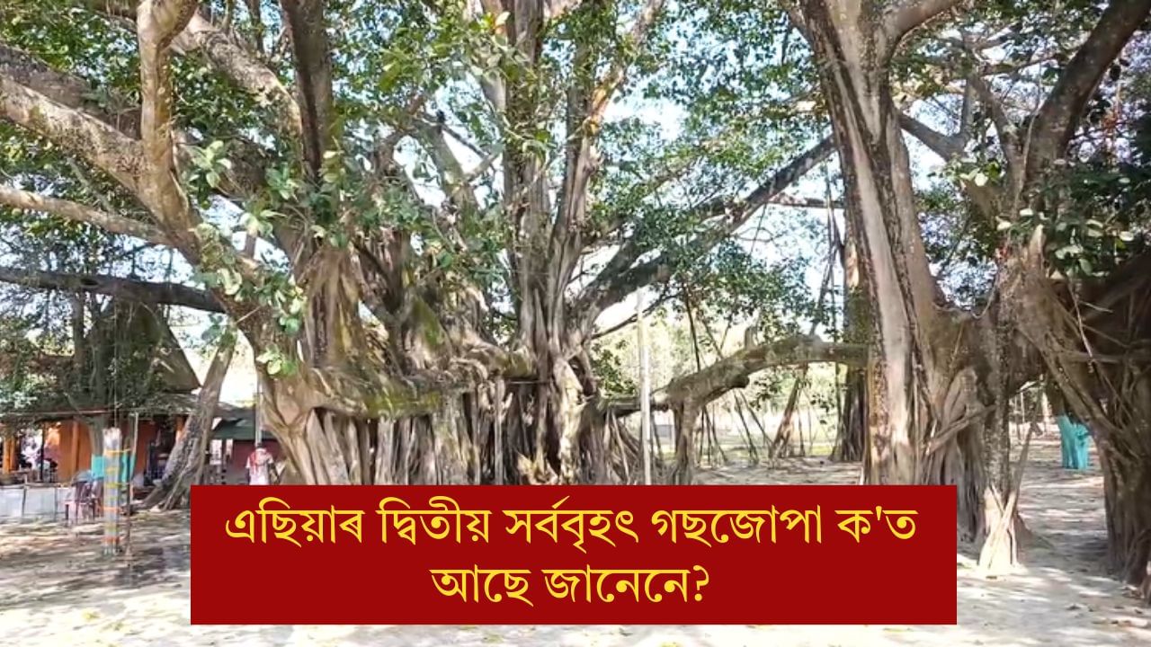 এছিয়াৰ দ্বিতীয় সৰ্ববৃহৎ গছজোপা আছে অসমত, গছজোপাৰ বয়স জানি হ'ব আচৰিত ...