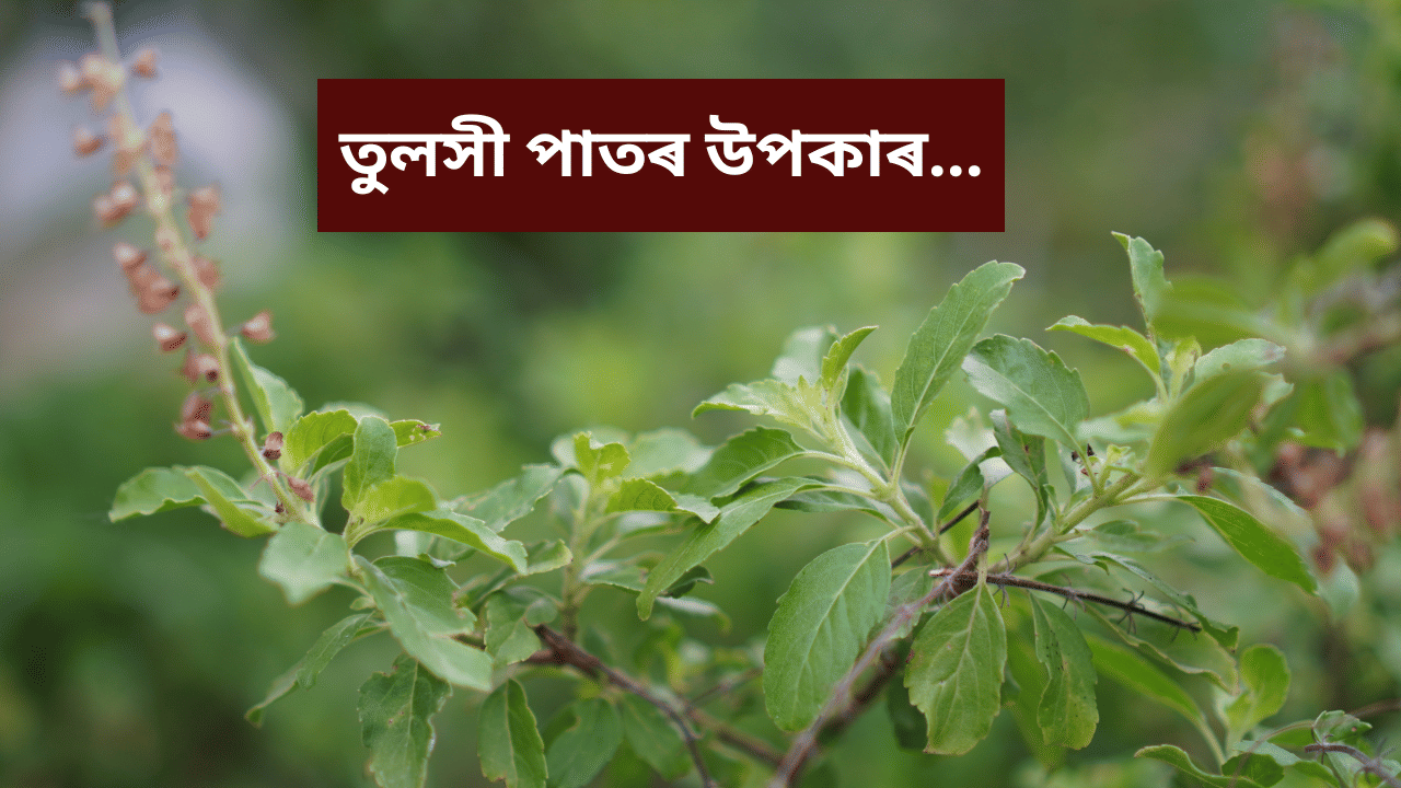 হৃদযন্ত্ৰৰ পৰা যকৃতলৈ...তুলসী পাত কি কি ৰোগৰ বাবে ফলপ্ৰসূ, জানক ...